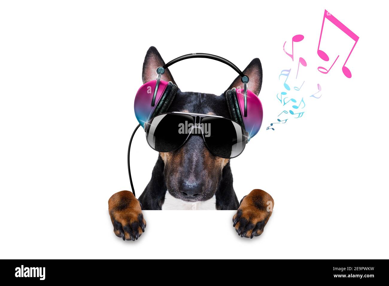 Dj bull terrier dog playing music in a club with disco ball , isolated ...