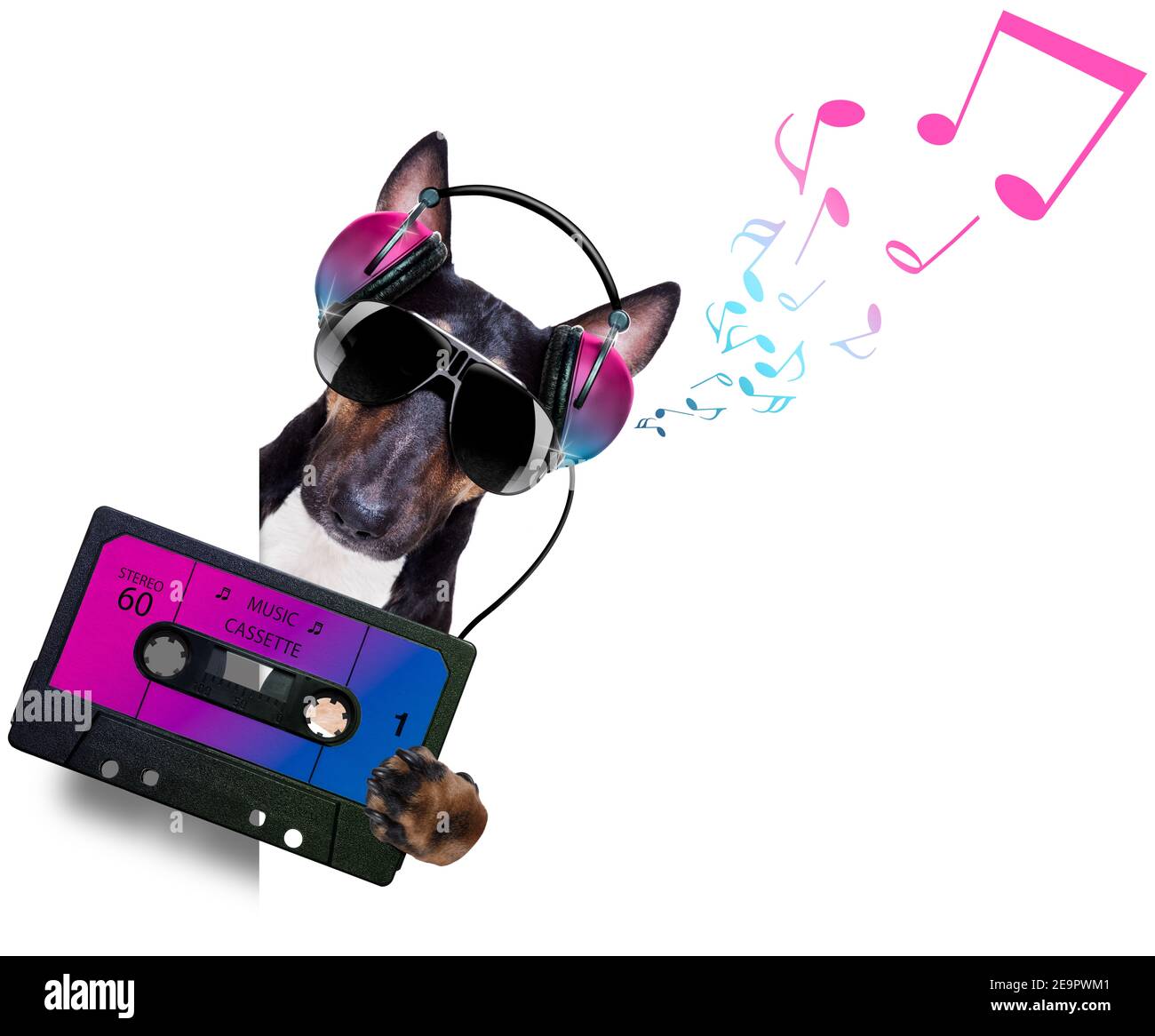 Dj bull terrier dog playing music in a club with disco ball , isolated ...