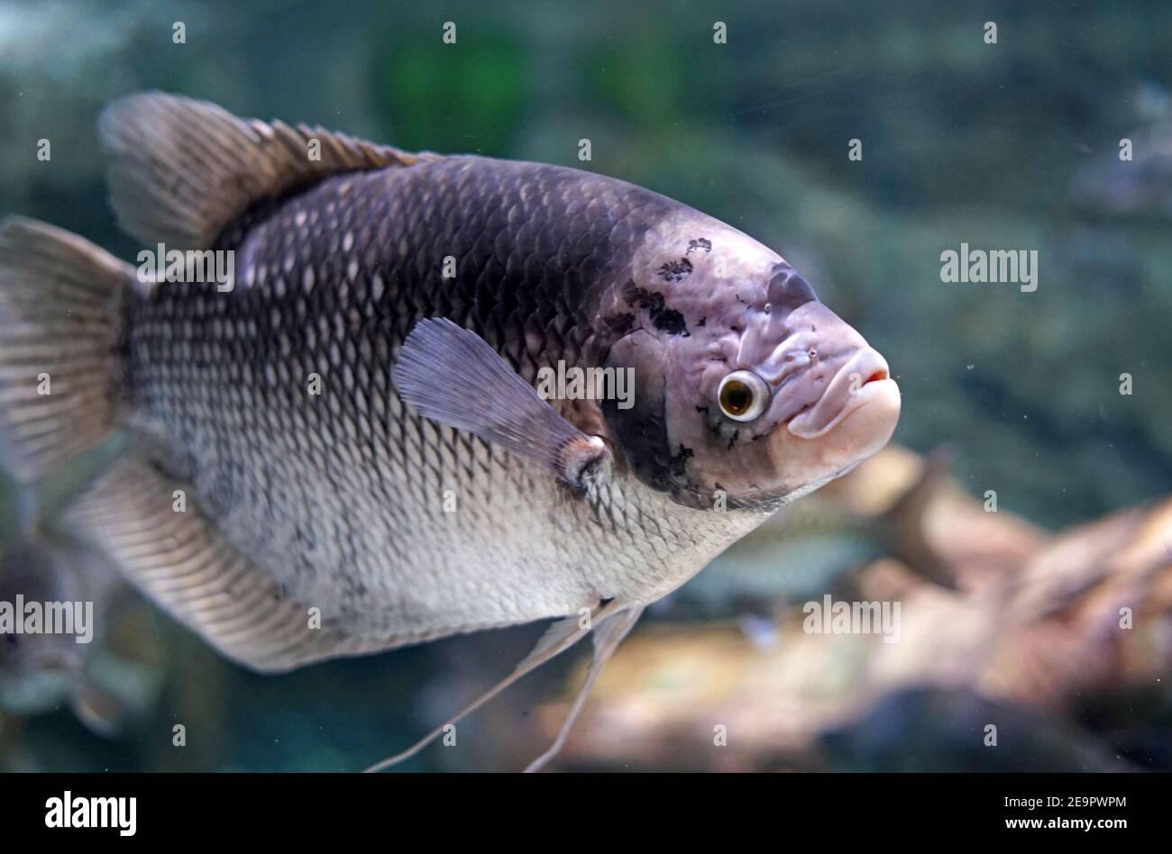 Gurame Fish at JAkarta Aquarium, Jakarta, Indonesia Stock Photo - Alamy