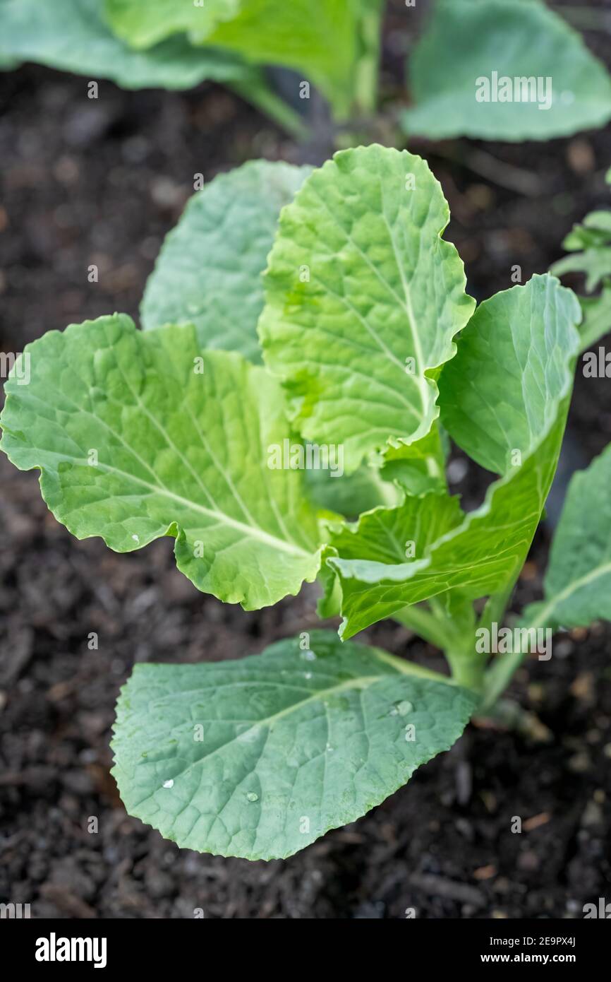 Issaquah, Washington, USA. Savoy cabbage plant Stock Photo - Alamy