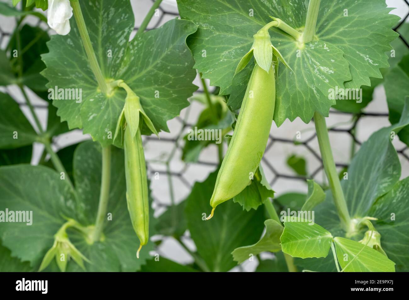 Pea vine hi-res stock photography and images - Alamy
