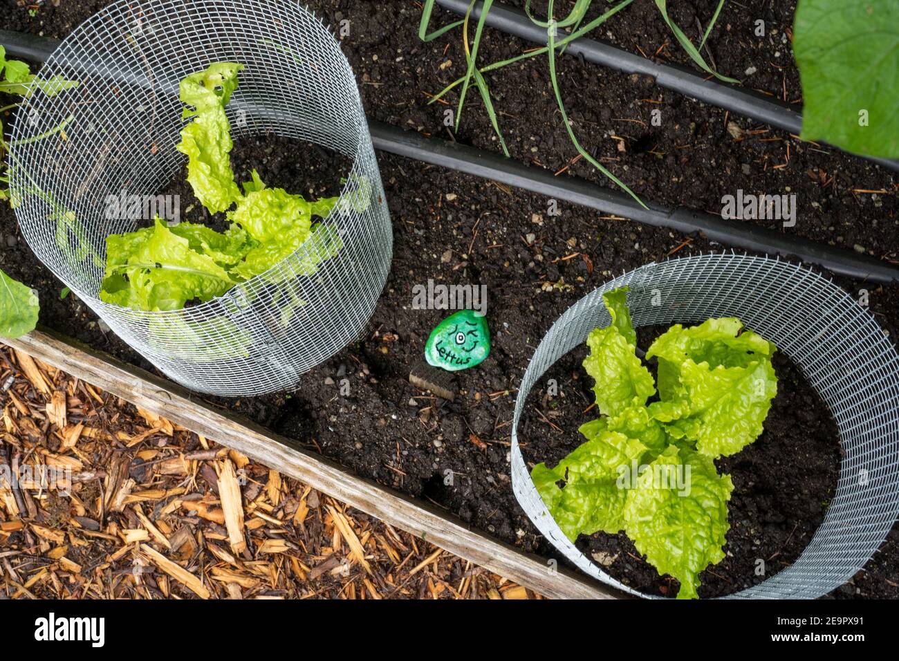 Issaquah, Washington, USA. Looseleaf lettuce starts growing inside a ...