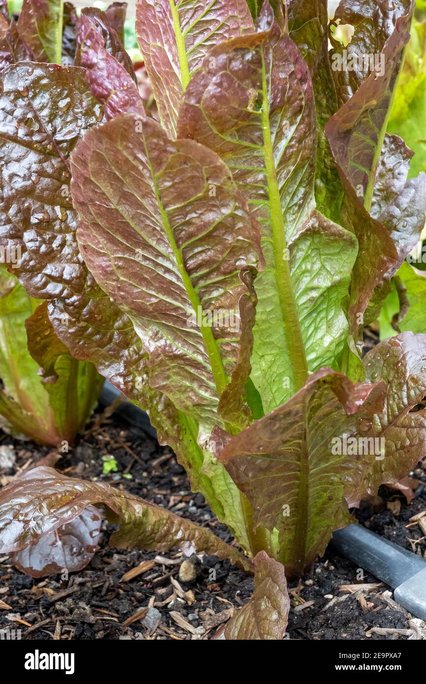 Issaquah, Washington, USA. Red Romaine Lettuce plants Stock Photo - Alamy