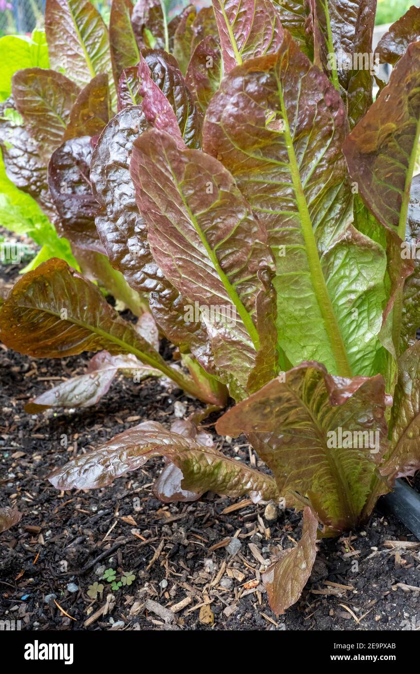 Issaquah, Washington, USA. Red Romaine Lettuce plants Stock Photo - Alamy
