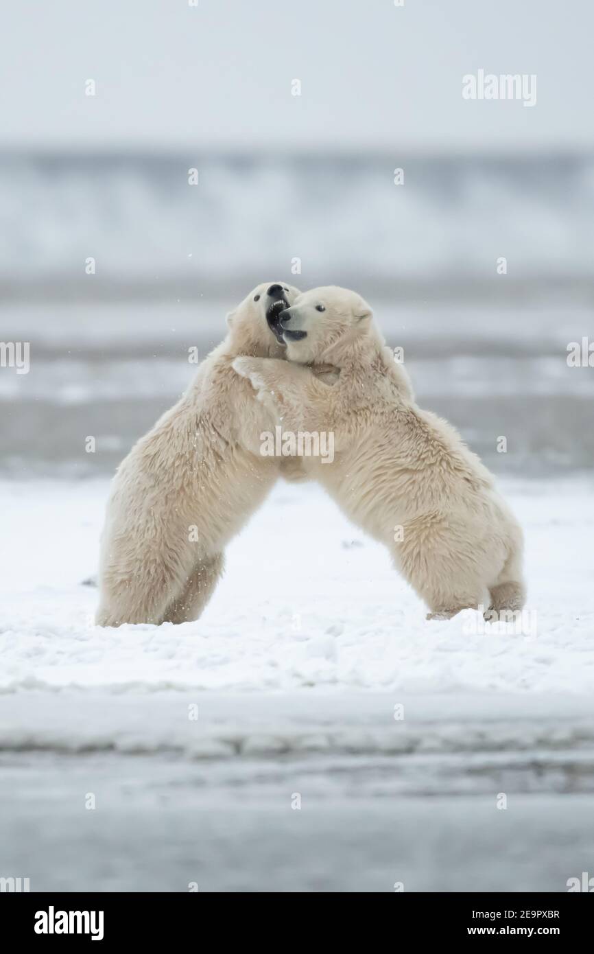 Playful Polar bear cubs (Ursus maritimus) in the Arctic Circle of Kaktovik, Alaska Stock Photo ...