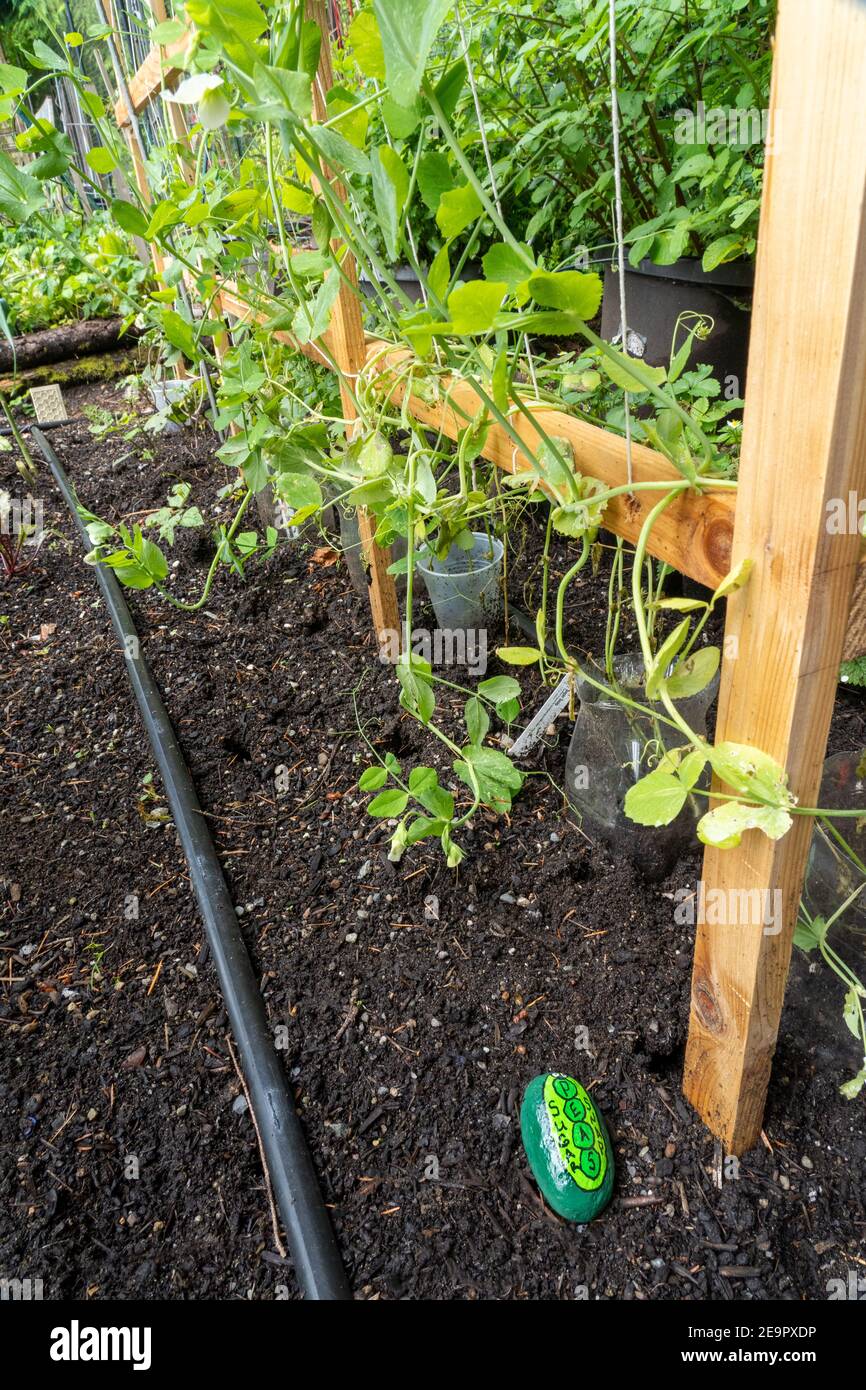 Issaquah, Washington, USA. Sugar Snap Pea plants growing up a homebuilt ...