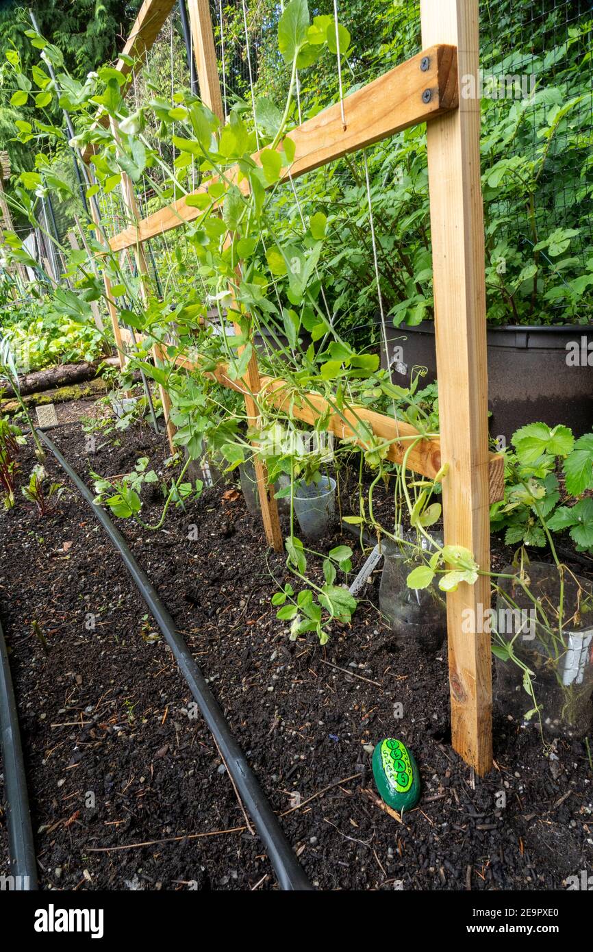 Issaquah, Washington, USA. Sugar Snap Pea plants growing up a homebuilt ...