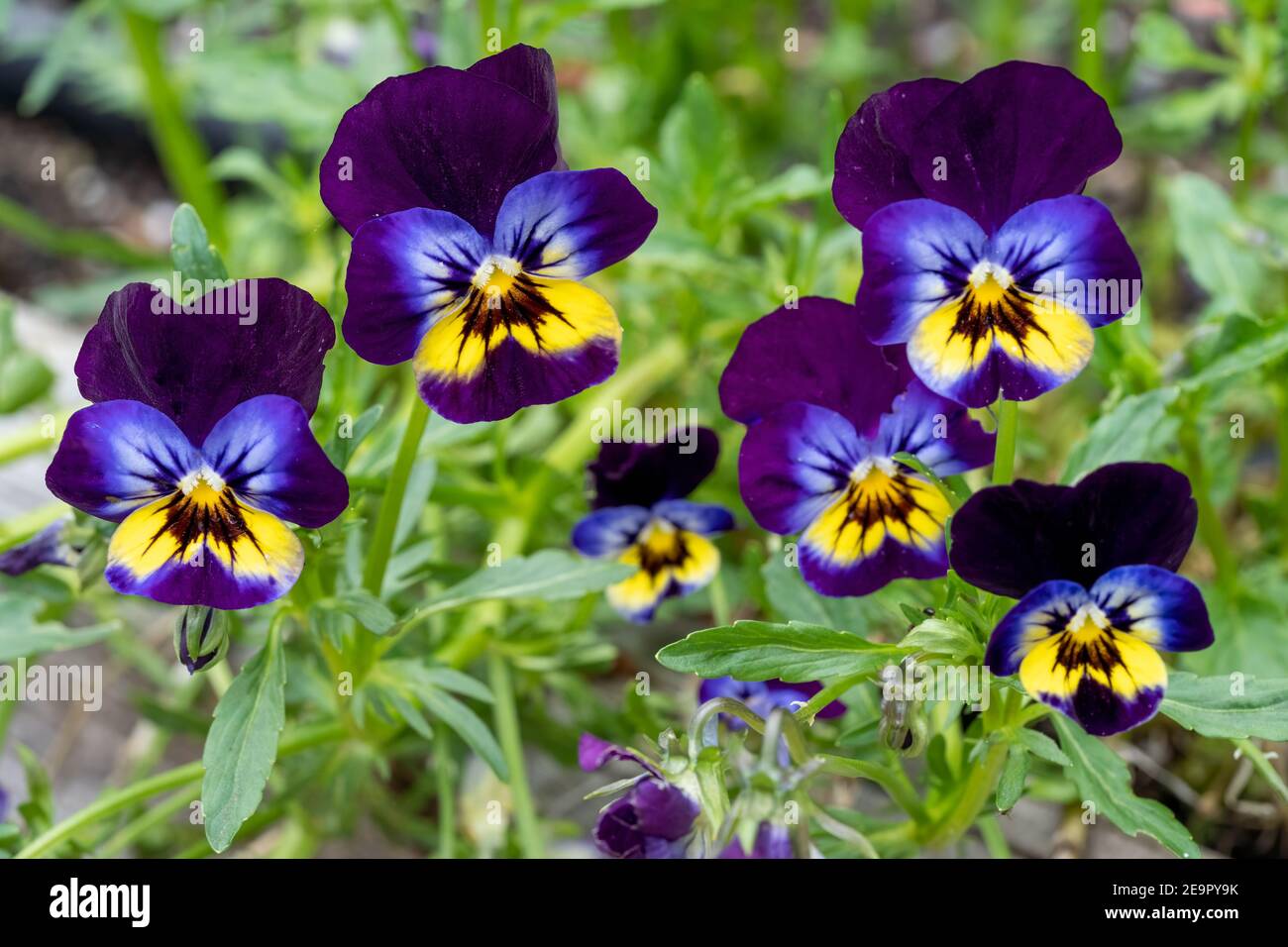 Pansies growing in nature hi-res stock photography and images - Alamy