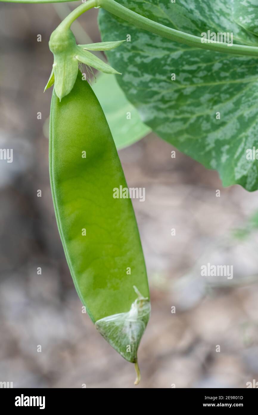 Sugar pod hi-res stock photography and images - Alamy