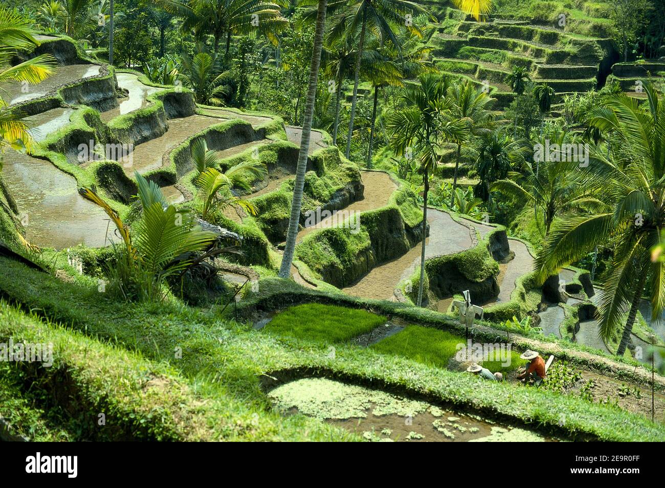 Rice Terraces, Tegalalang - Bali - Indonesia 1990 (Photo on ...