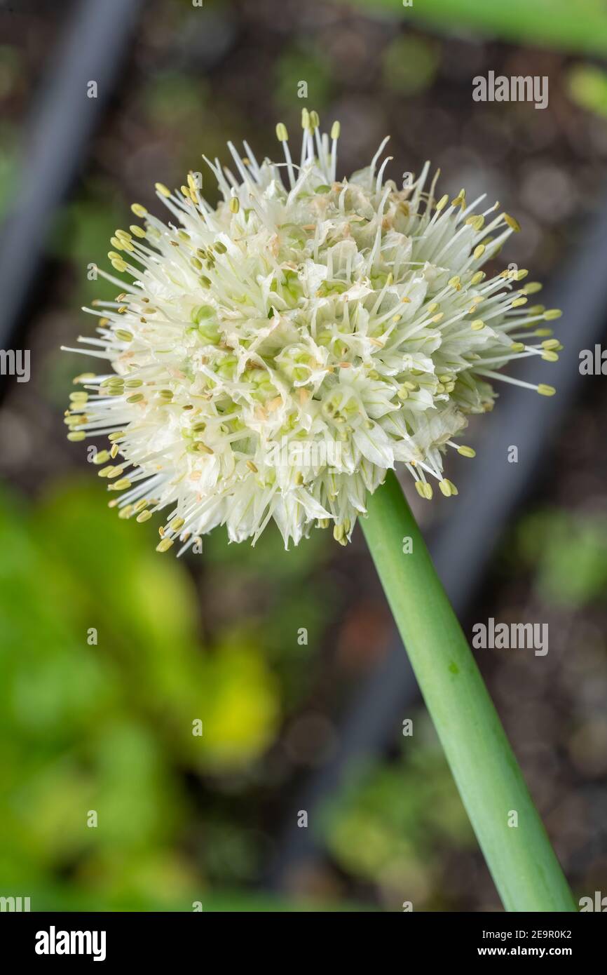 Onion flower seed head hi-res stock photography and images - Alamy