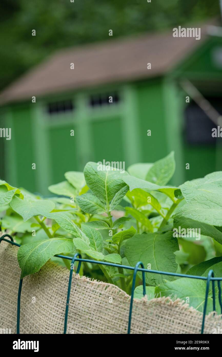 Root cage hi-res stock photography and images - Alamy