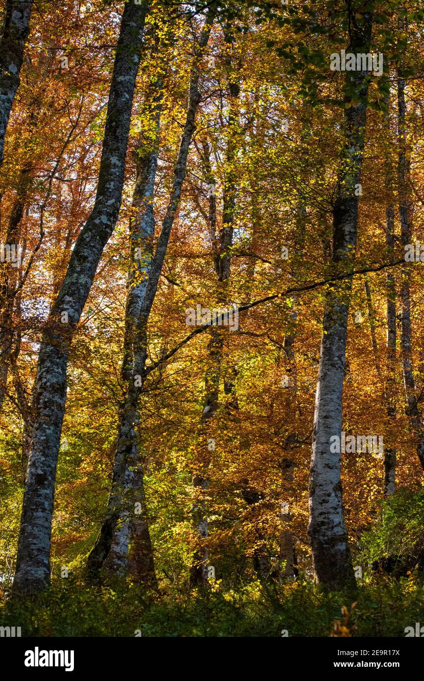 Cantabria spain autumn hi-res stock photography and images - Alamy
