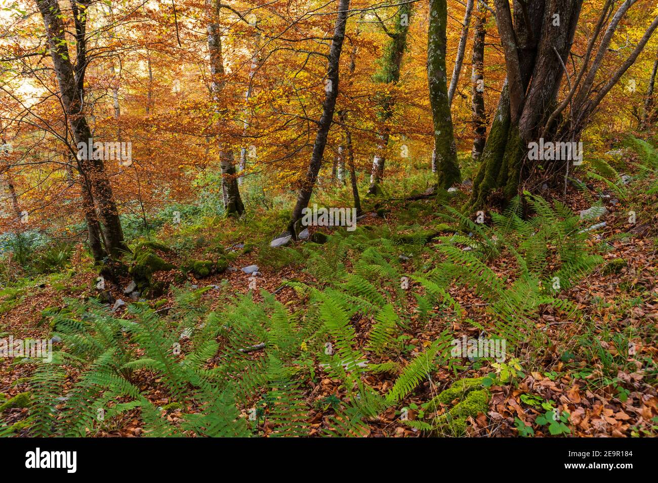 Forest in autumn cantabria hi-res stock photography and images - Alamy