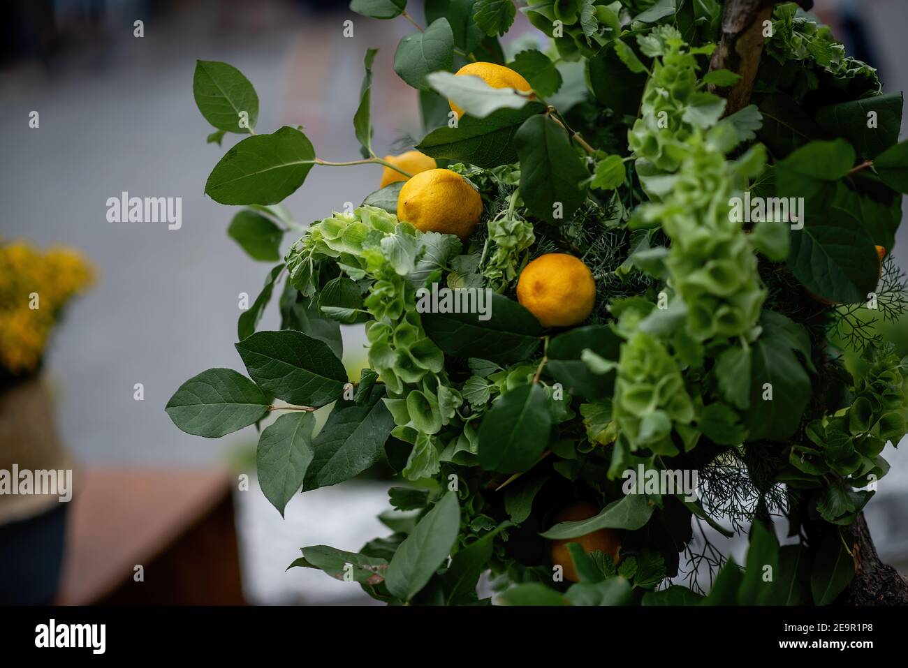 Green lemons on the citrus bush hi-res stock photography and images - Alamy