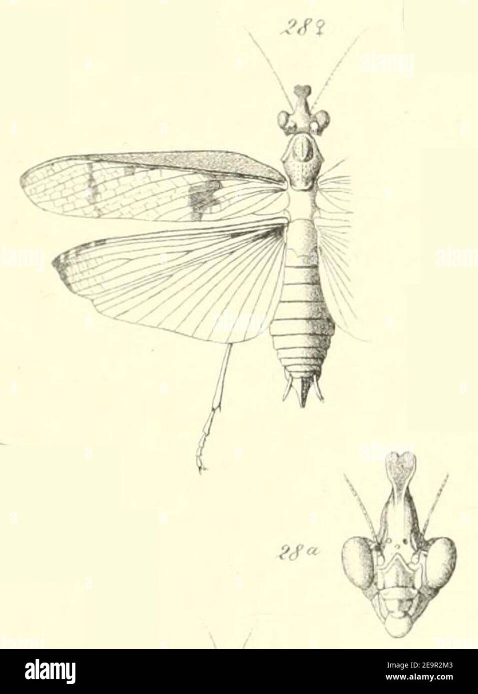 Brunneriana hi-res stock photography and images - Alamy