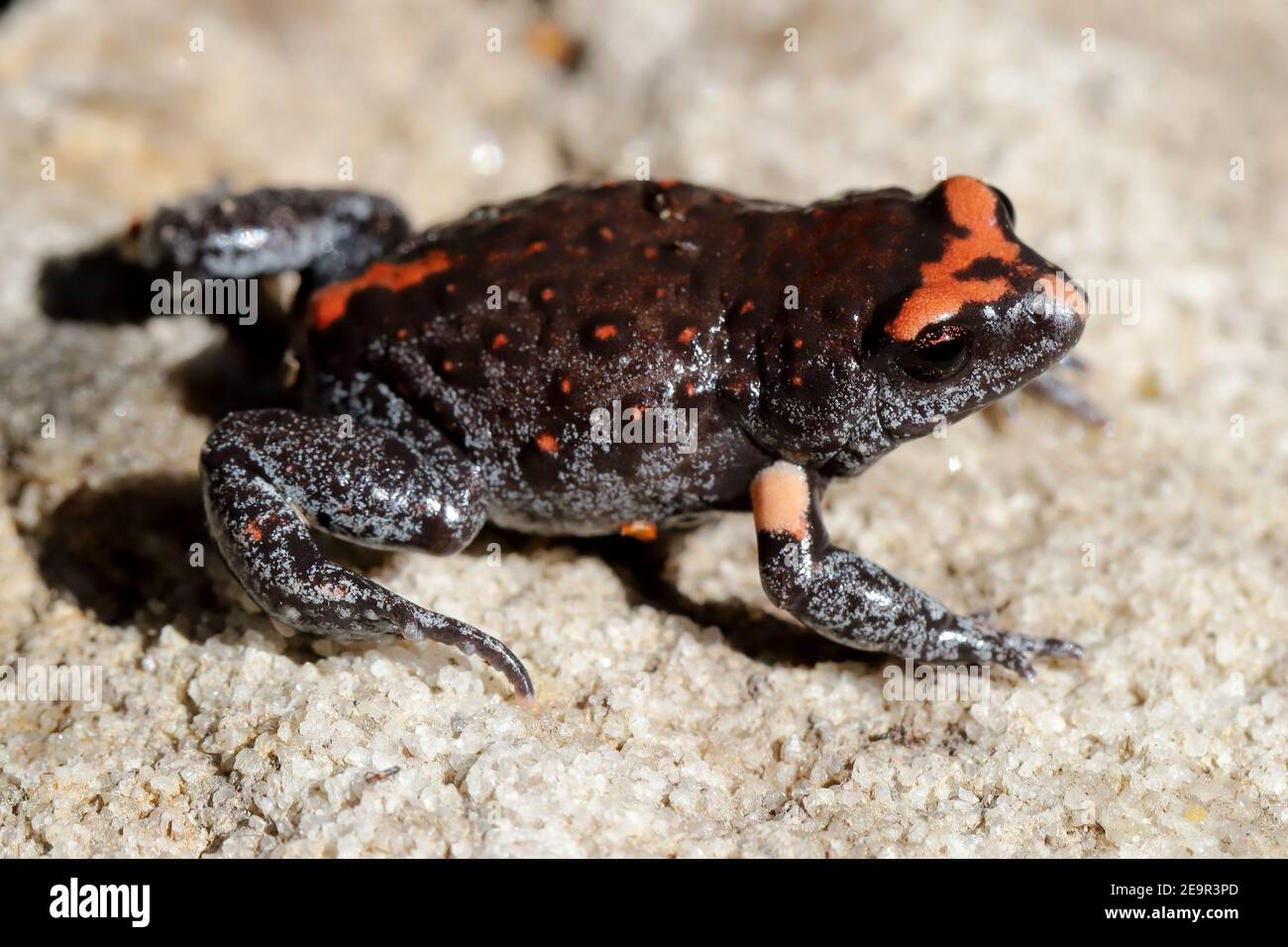 Toadlet hi-res stock photography and images - Alamy