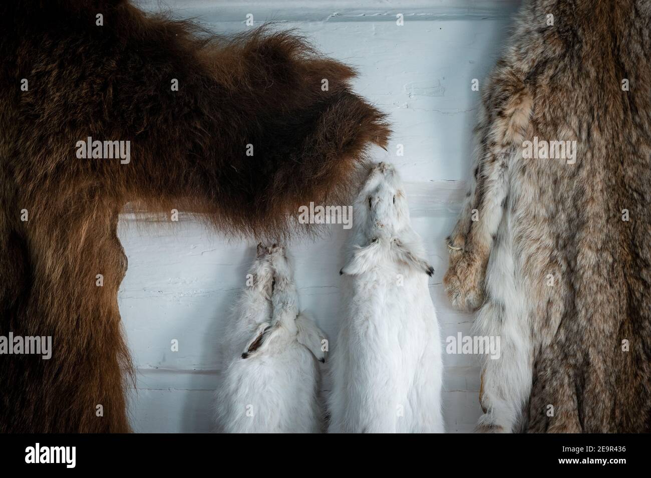 Wolf skins hi-res stock photography and images - Alamy