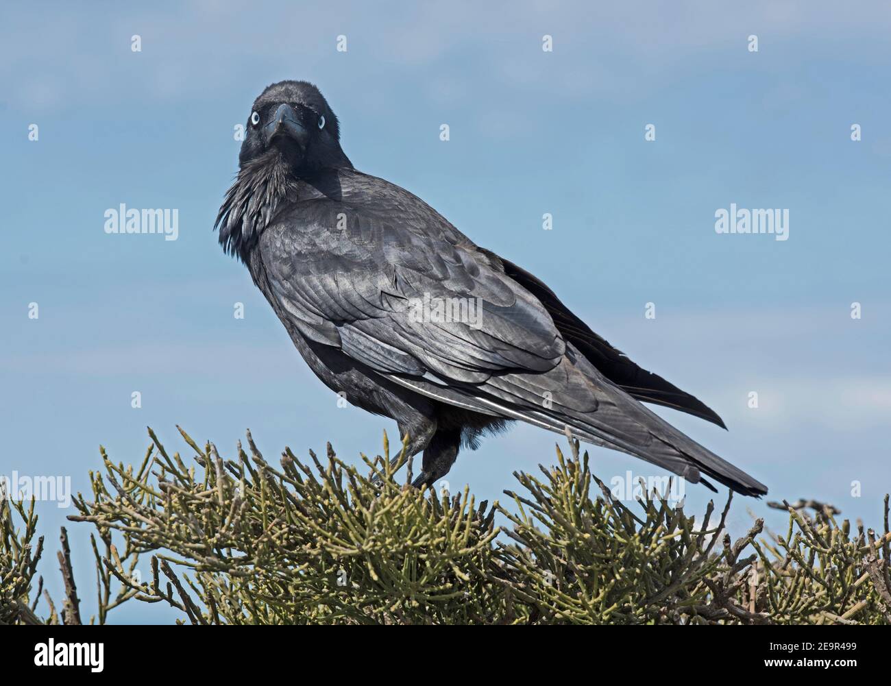 A black crow looking at camera Stock Photo - Alamy
