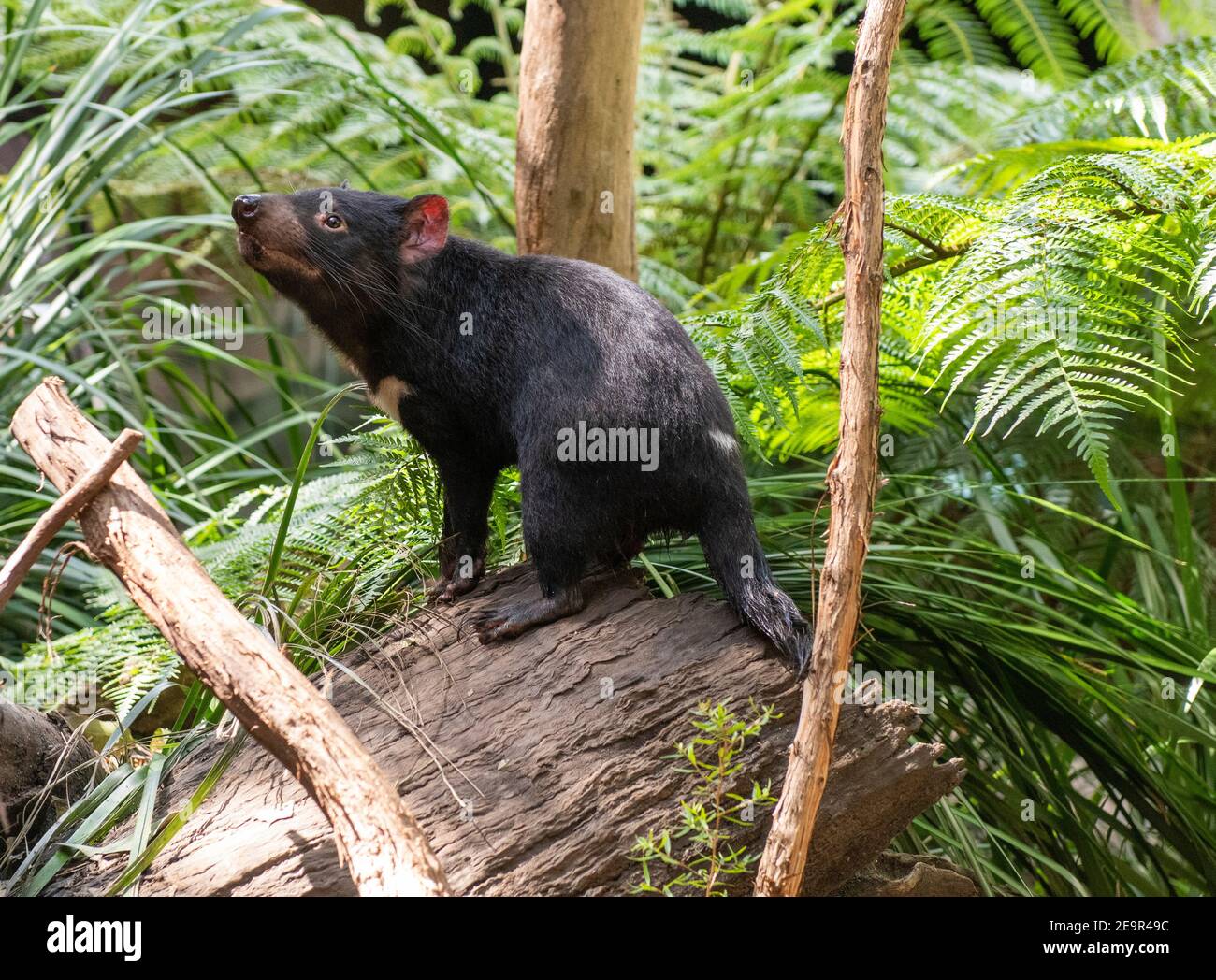 Tasmanian devil on the island Australian state of Tasmania Stock Photo ...