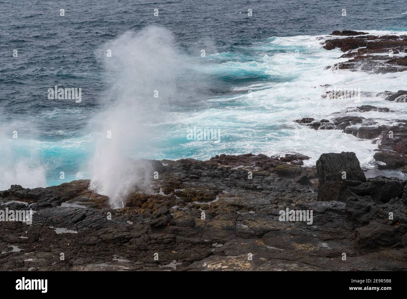 Espanola island punta suarez hi-res stock photography and images - Alamy