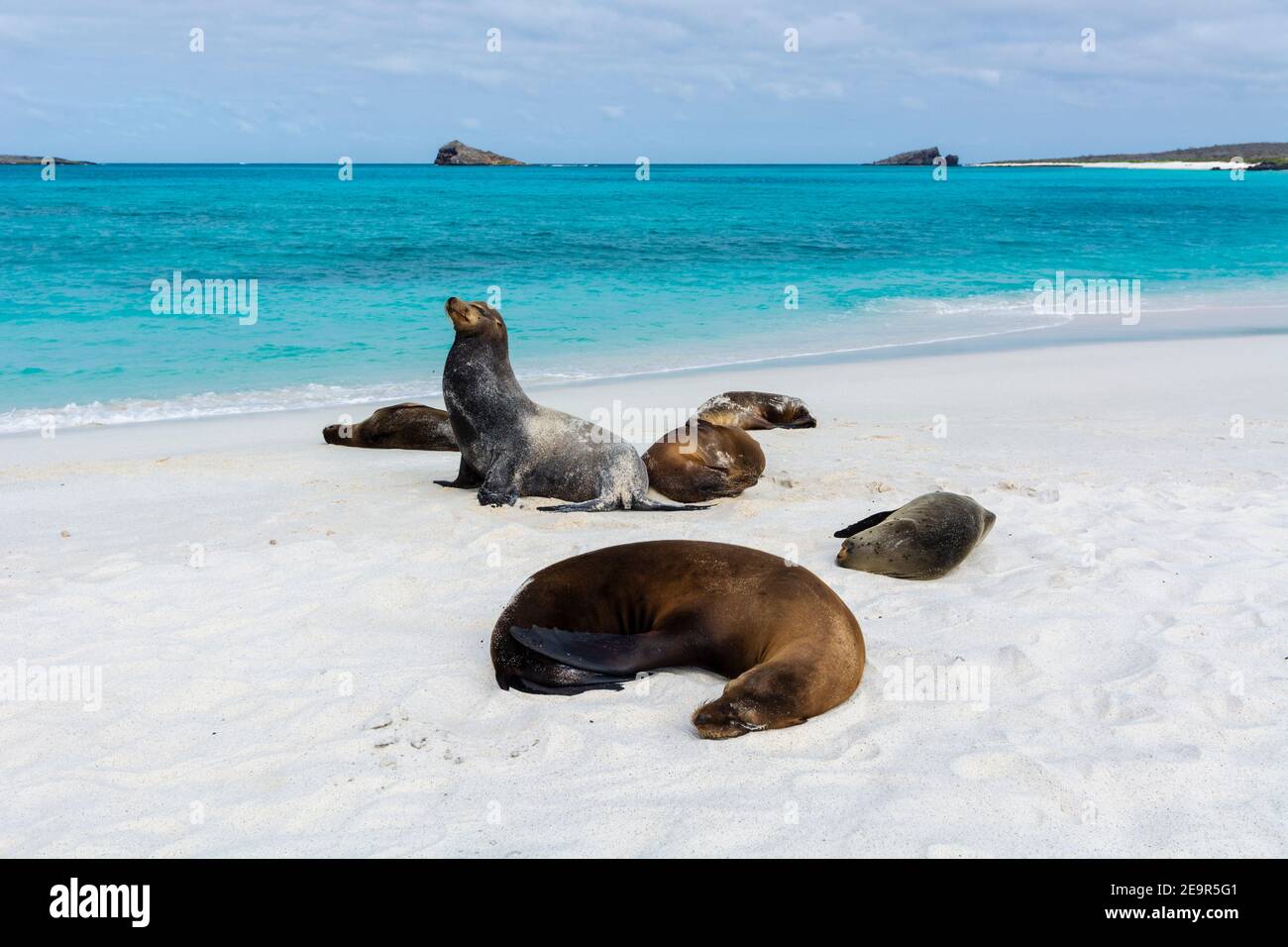 Galapagos Sea Lions (Zalophus californianus wollebaeki), Gardner Bay ...