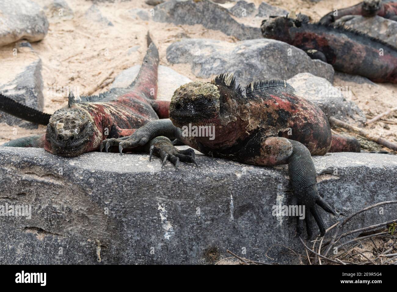 Espanola marine iguana punta suarez hi-res stock photography and images ...