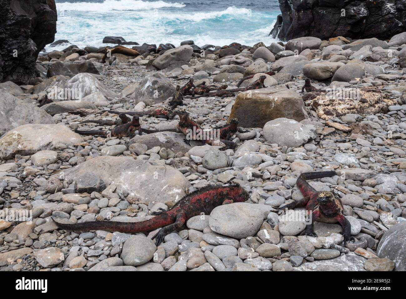 Marine Iguana (Amblyrhynchus cristatus), Punta Suarez, Espanola Island ...