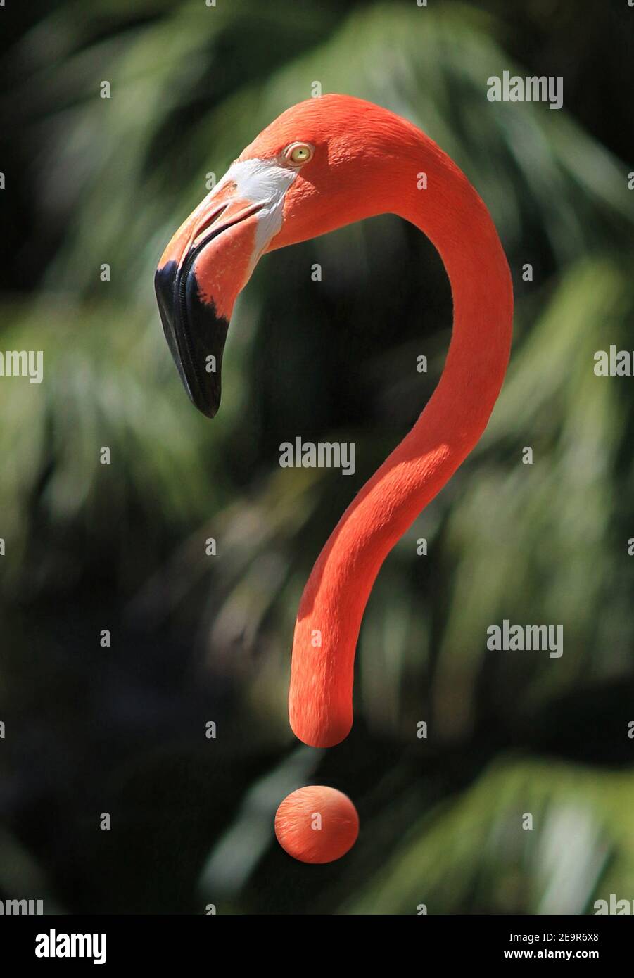 Question mark flamingo hi-res stock photography and images - Alamy