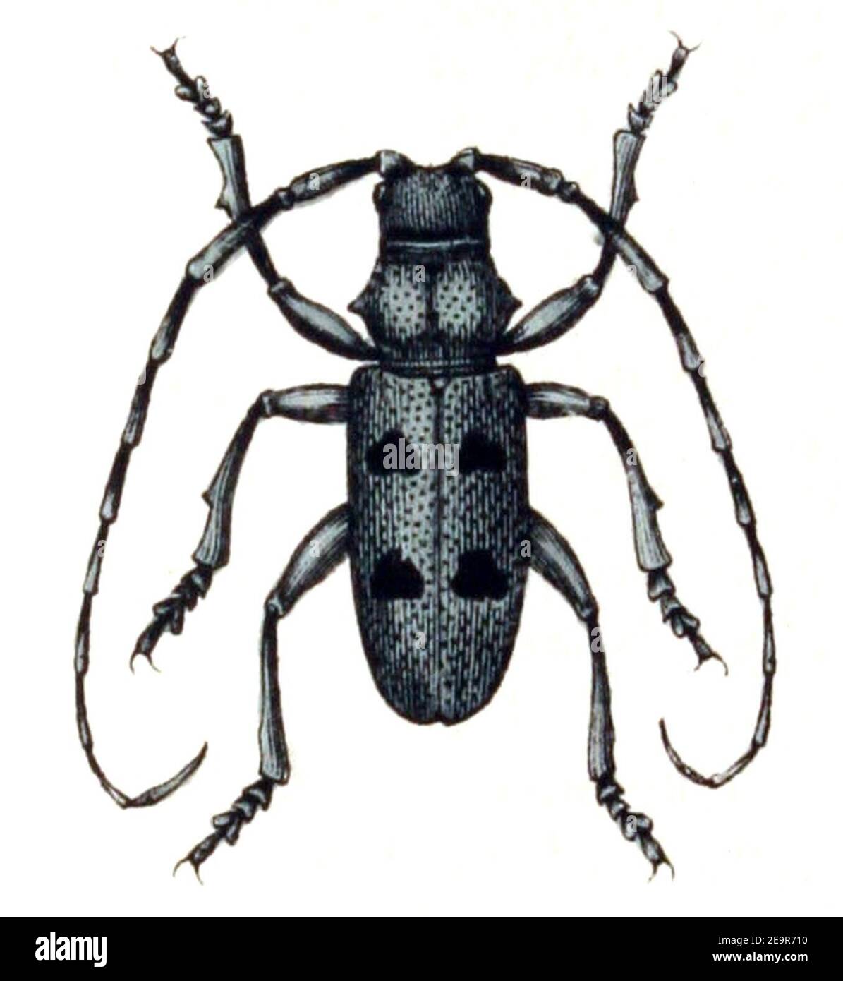 Morimus asper funereus morimus asper funereus hi-res stock photography ...