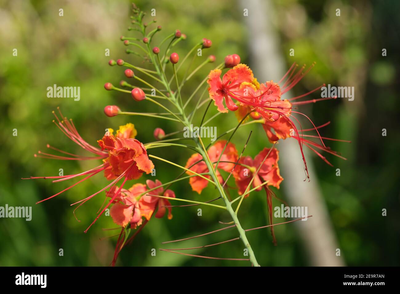 Bali botanic garden hi-res stock photography and images - Alamy