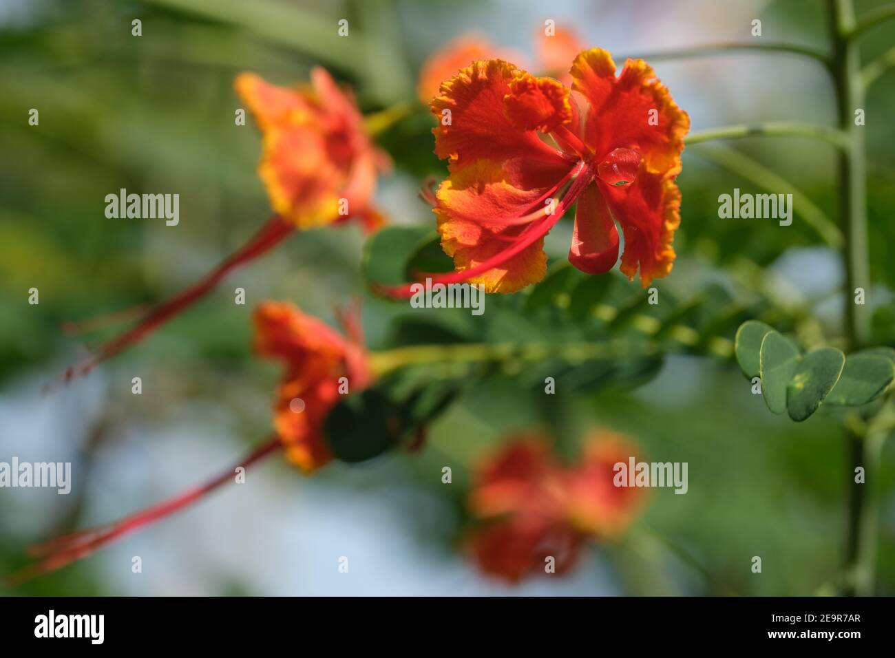 Bali botanic garden hi-res stock photography and images - Alamy