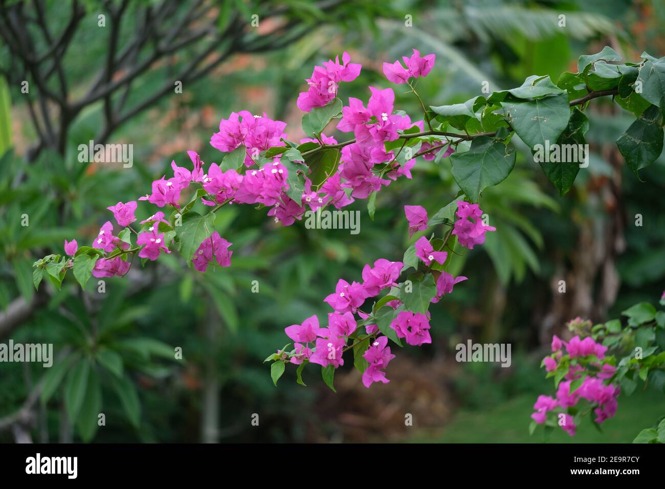 Indonesia Bali North Bali - Purple Bougainvillea flowers Stock Photo ...
