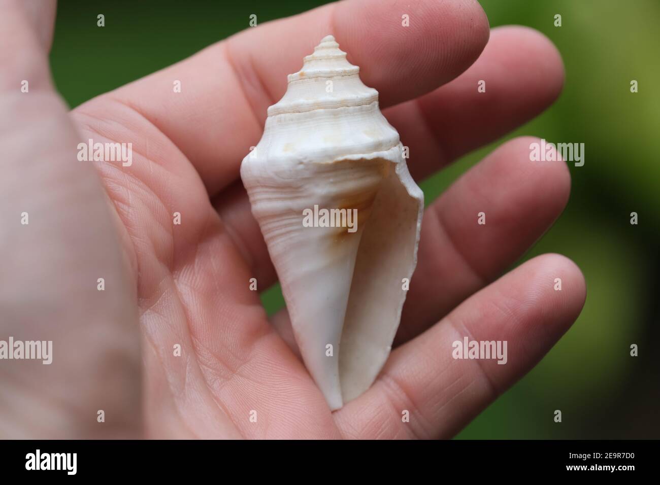 Indonesia Bali North Bali - Hand holding a sea shell Stock Photo - Alamy