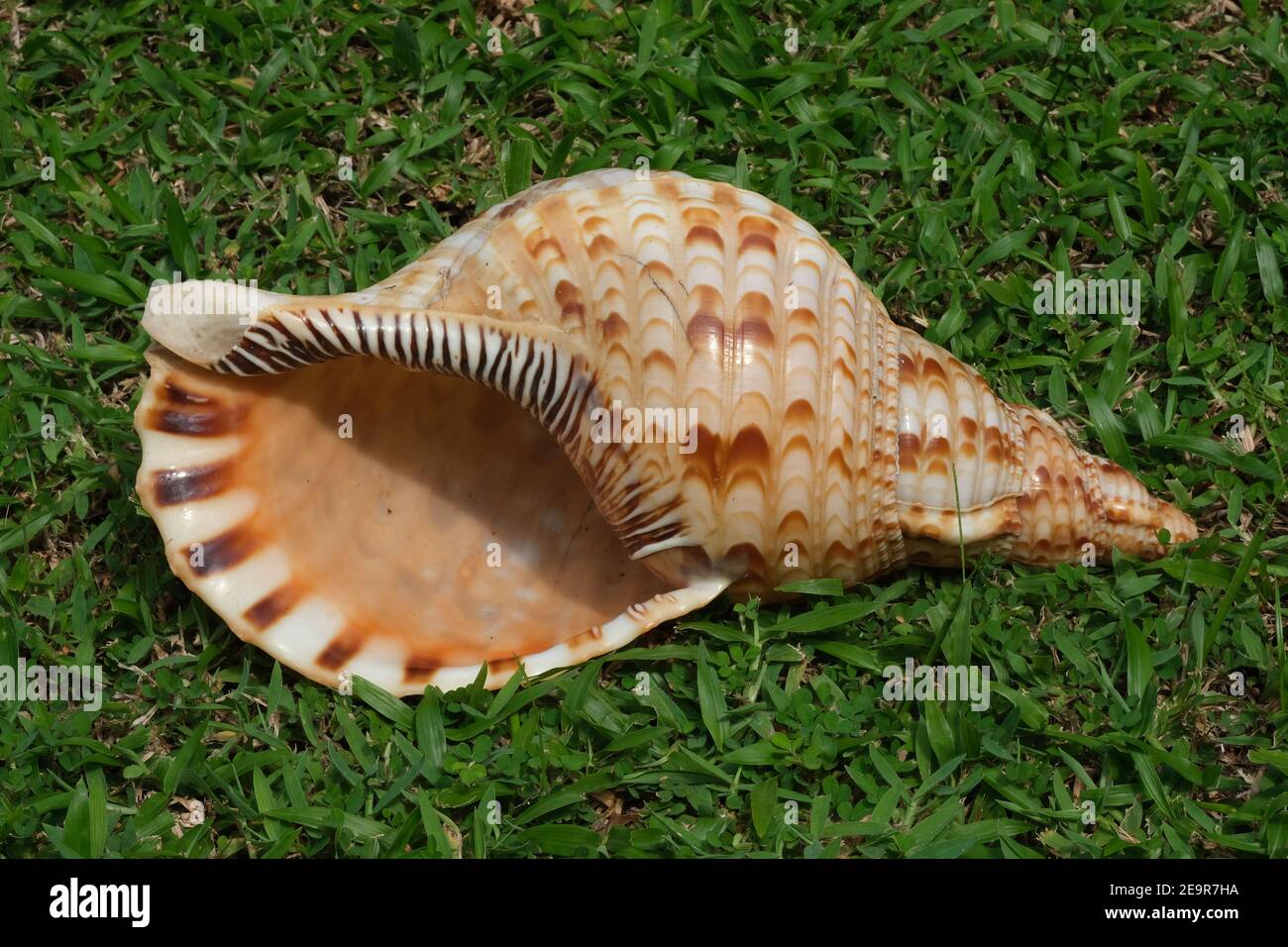 Indonesia Bali North Bali - Sea shell close-up Stock Photo - Alamy