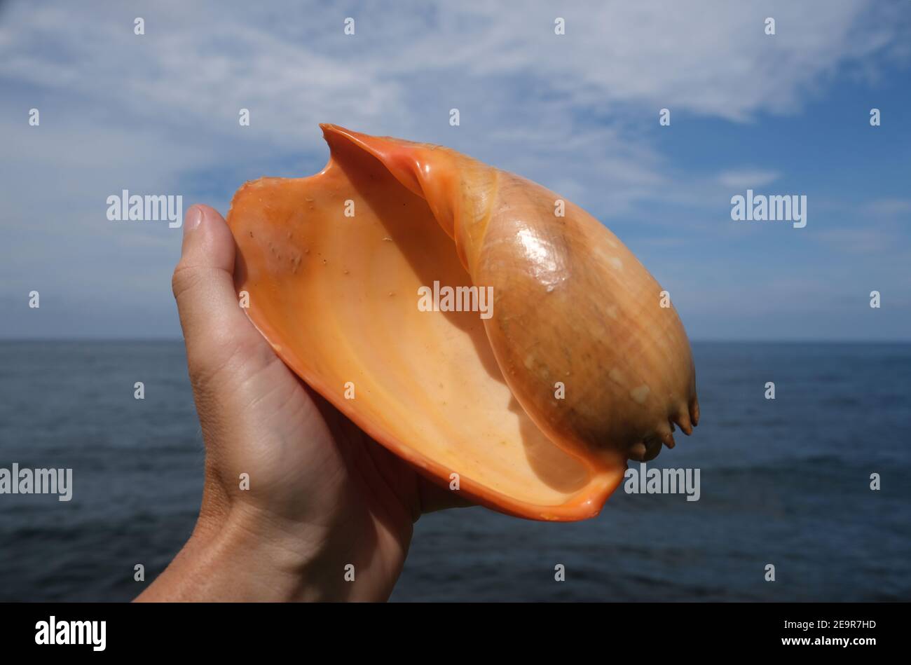 Indonesia Bali North Bali - Hand holding a sea shell Stock Photo - Alamy