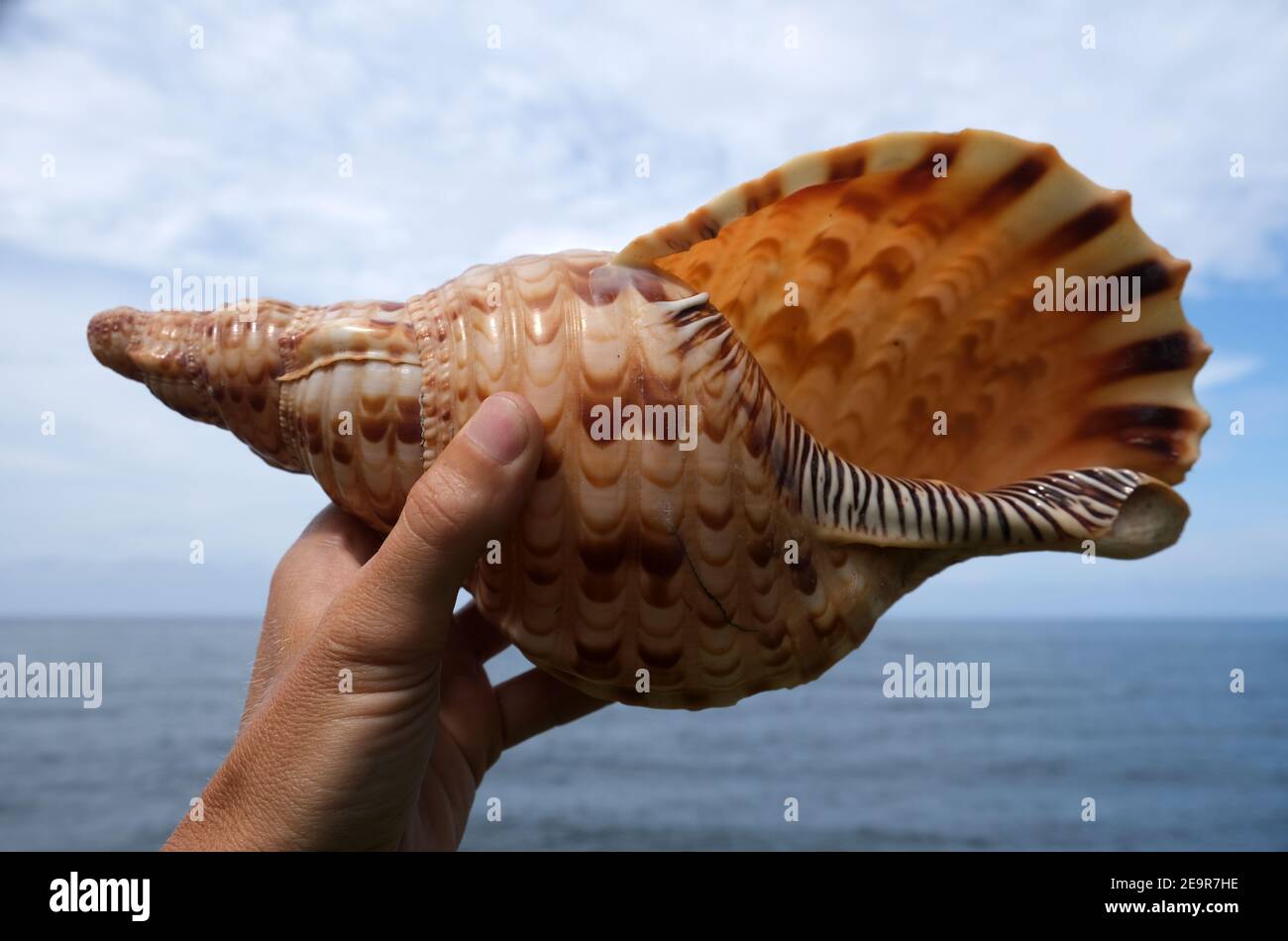 Indonesia Bali North Bali - Hand holding a sea shell Stock Photo - Alamy