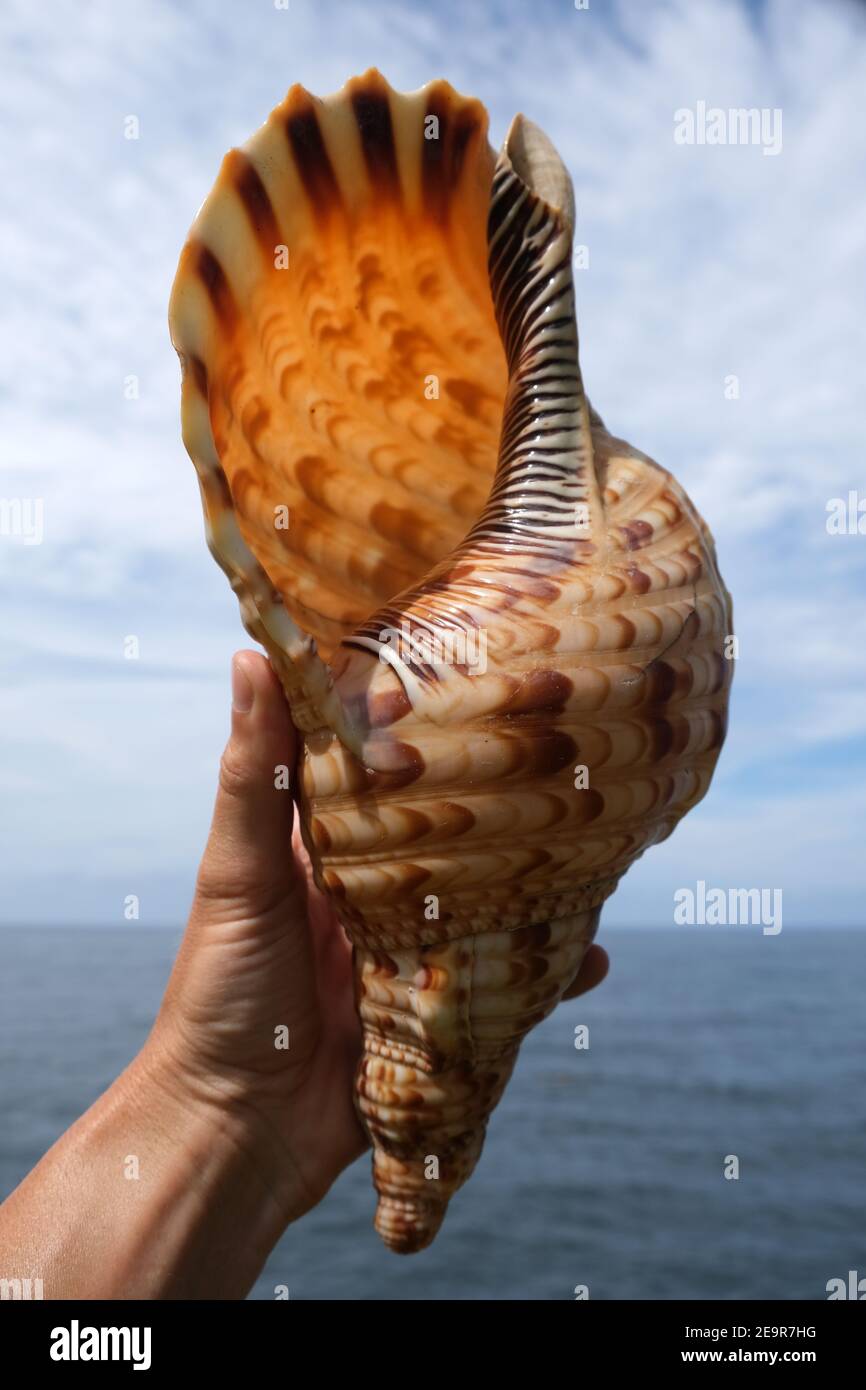 Shell sand beach indonesia hi-res stock photography and images - Alamy
