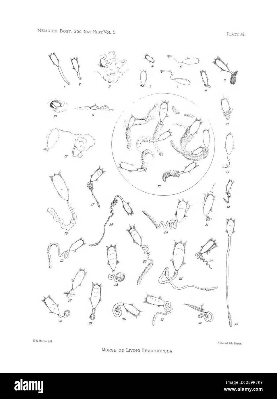 Morse 1902 Glottidia pyramidata Stock Photo - Alamy