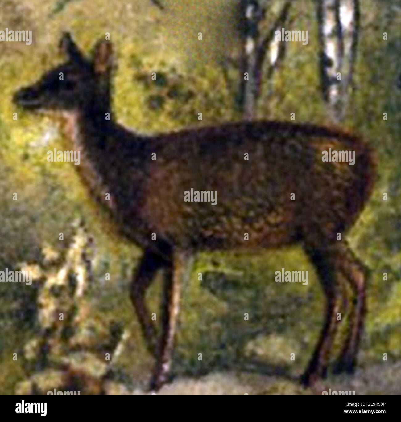 Moschustier hi-res stock photography and images - Alamy