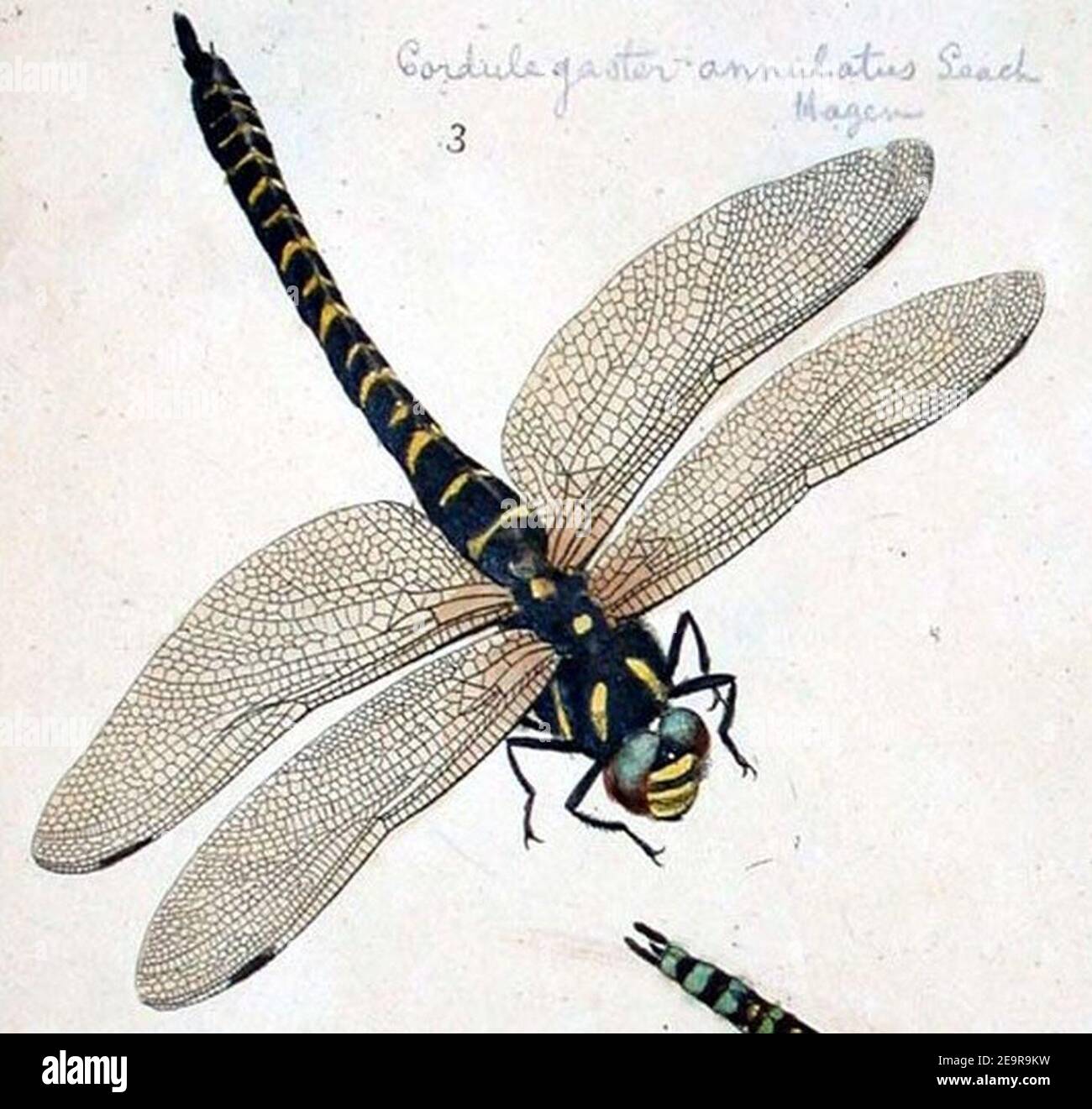 Moses Harris - Cordulegaster annulatus Stock Photo - Alamy