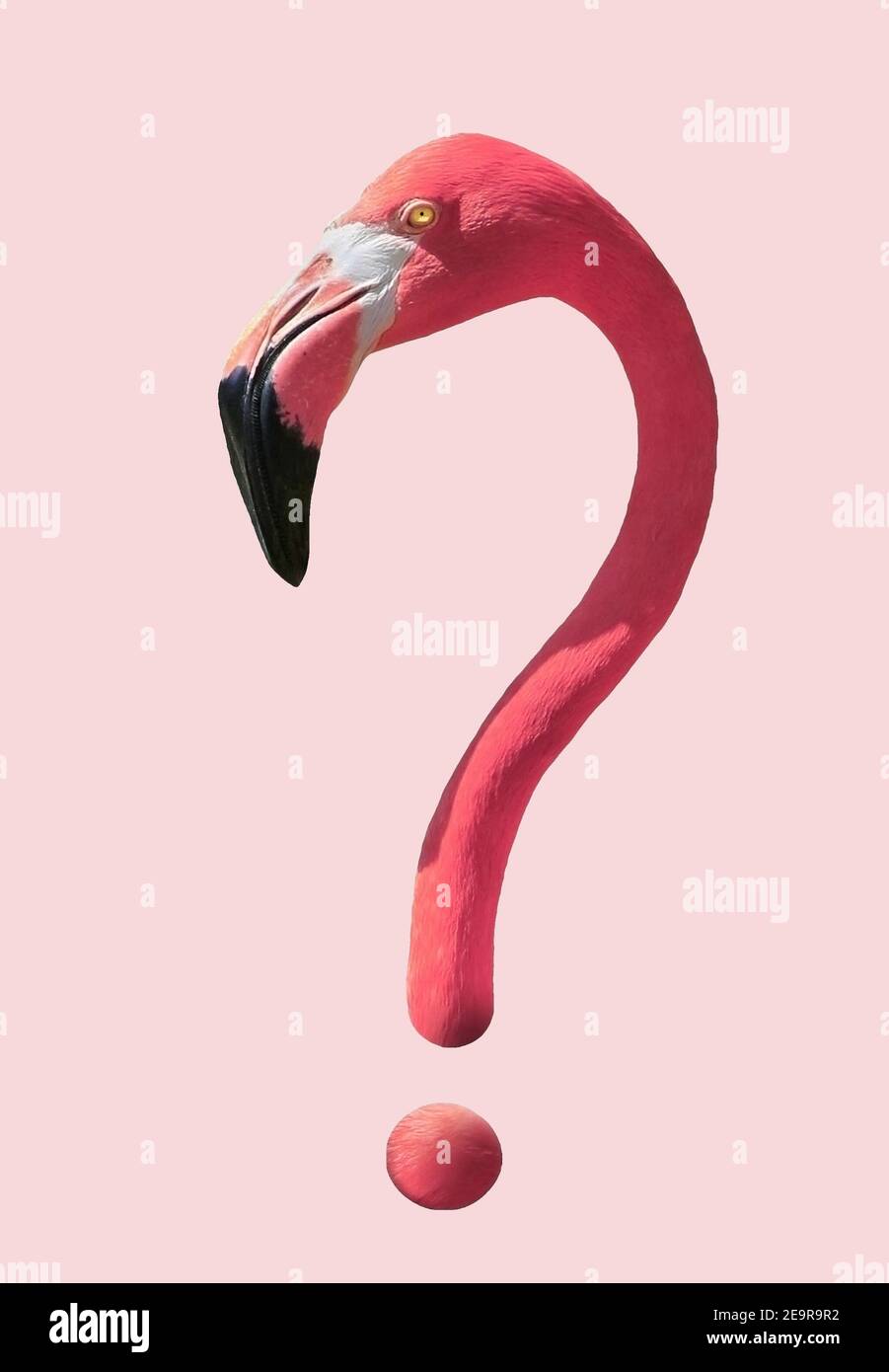 A flamingo's curving neck makes it look like a question mark Stock ...