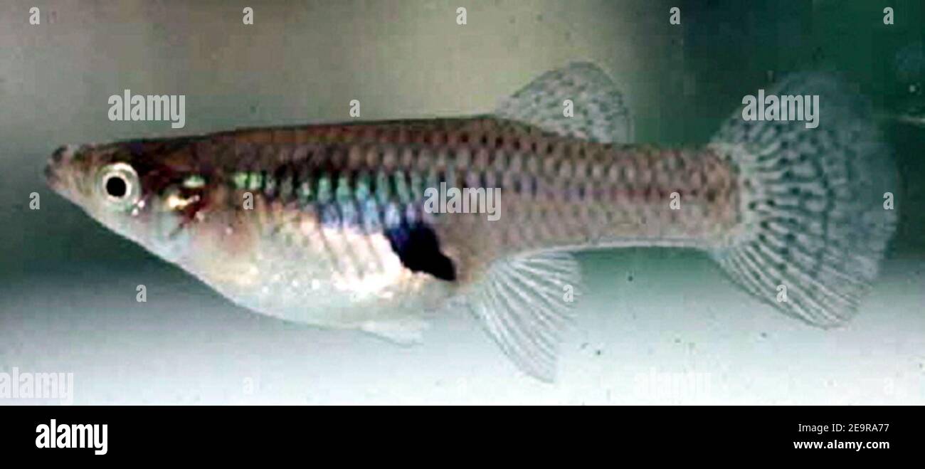 Mosquitofish hi-res stock photography and images - Alamy