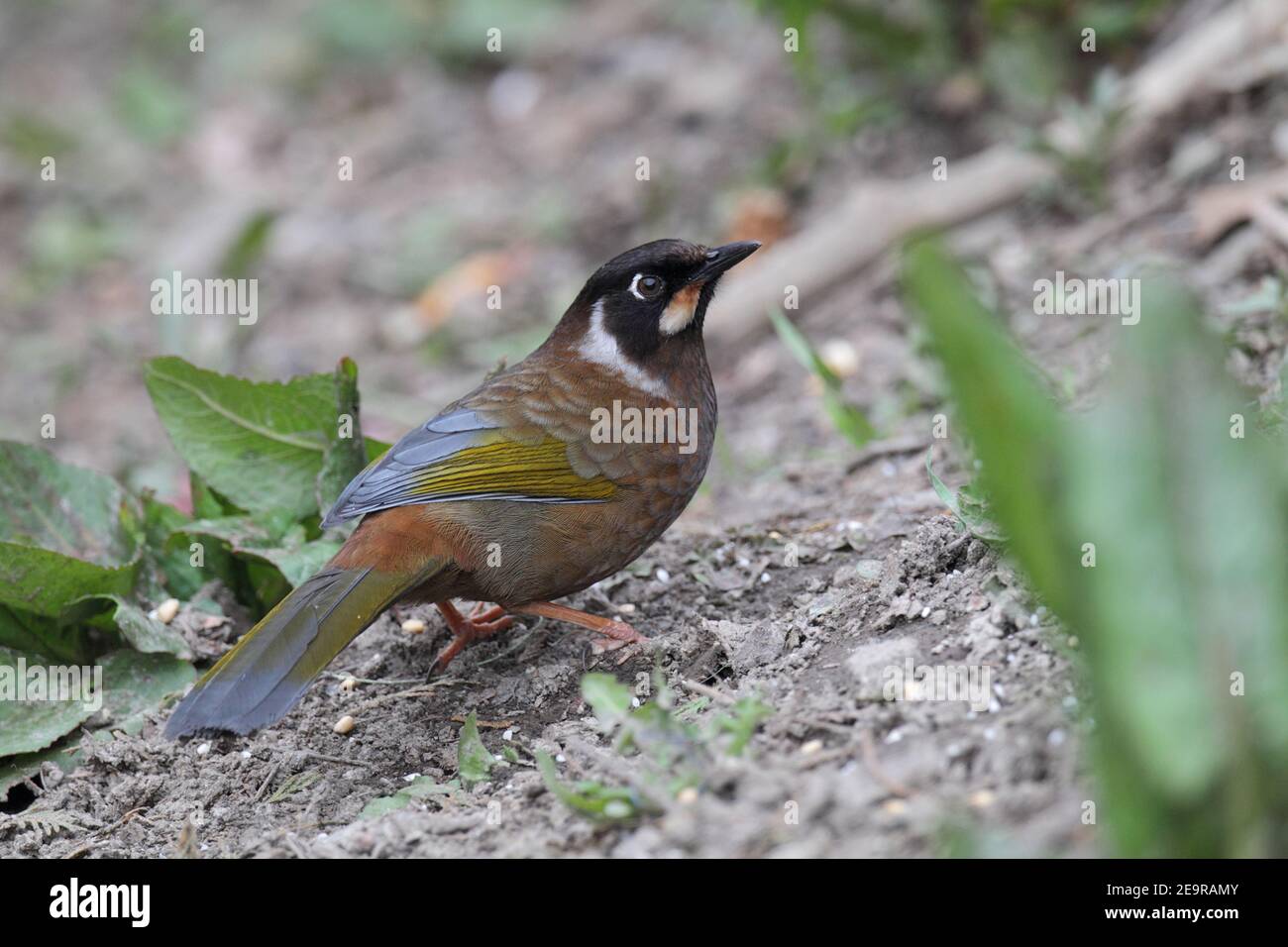 Garrulax affinis hi-res stock photography and images - Alamy