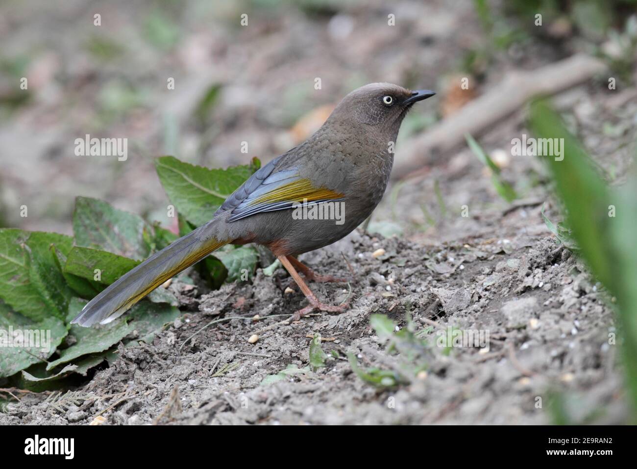 Mingyong Glacier High Resolution Stock Photography and Images - Alamy