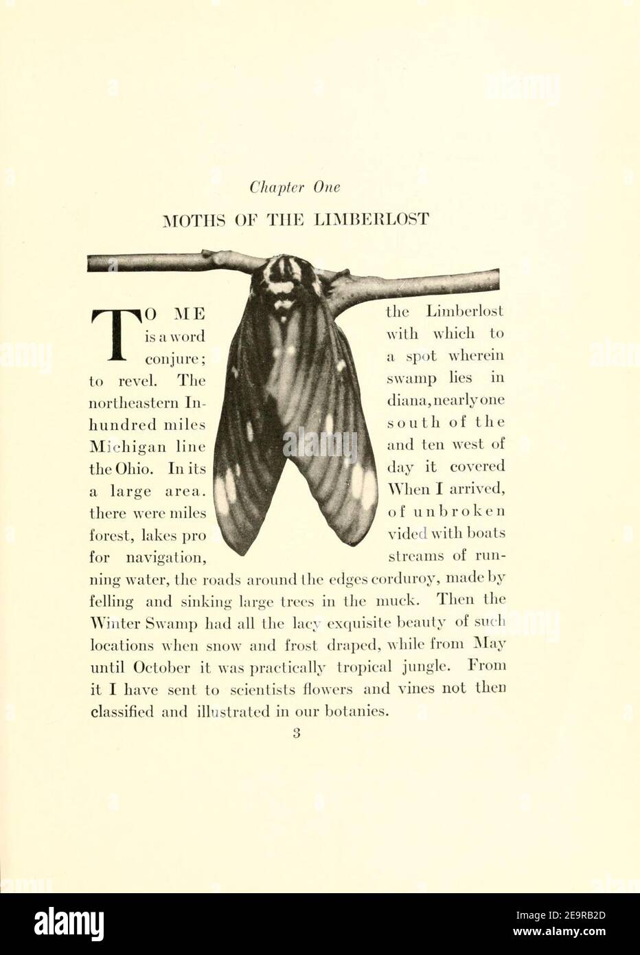 Moths of the Limberlost (Page 3 Stock Photo - Alamy