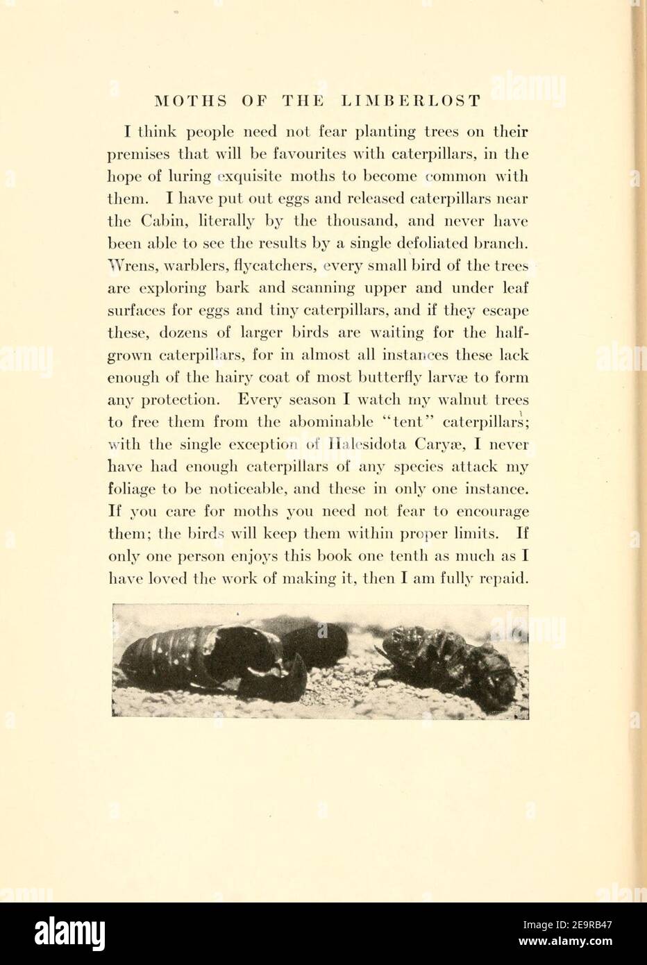 Moths of the Limberlost Stock Photo - Alamy