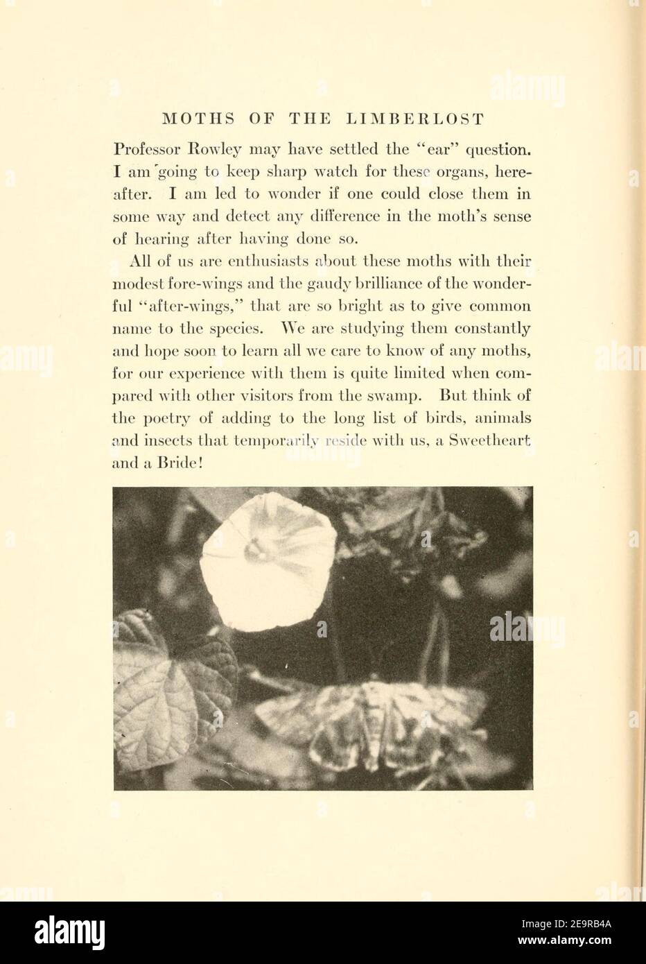 Moths of the Limberlost (Page 240 Stock Photo - Alamy