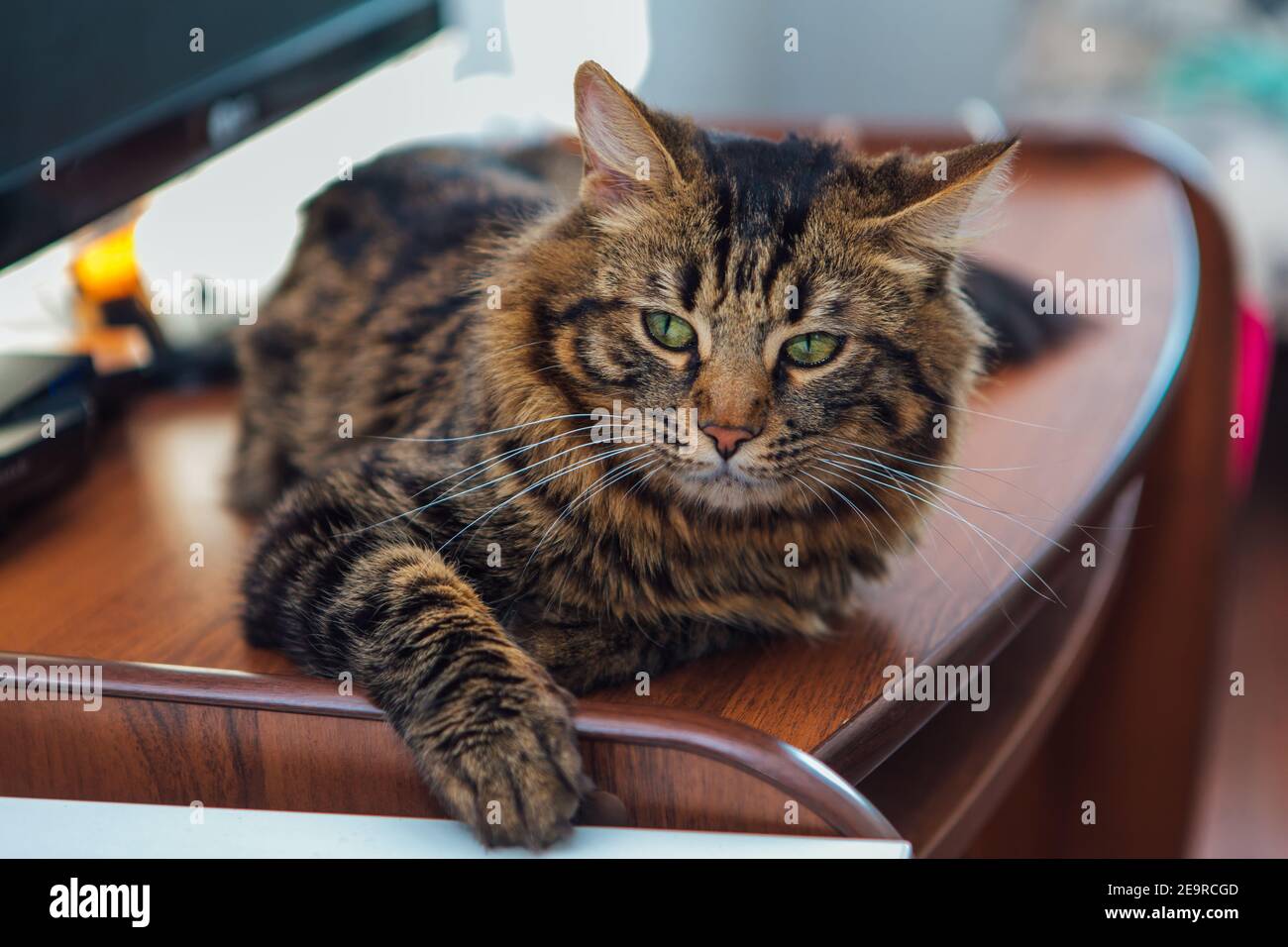 Long-haired charcoal bengal kitty cat laying on the table Stock Photo ...