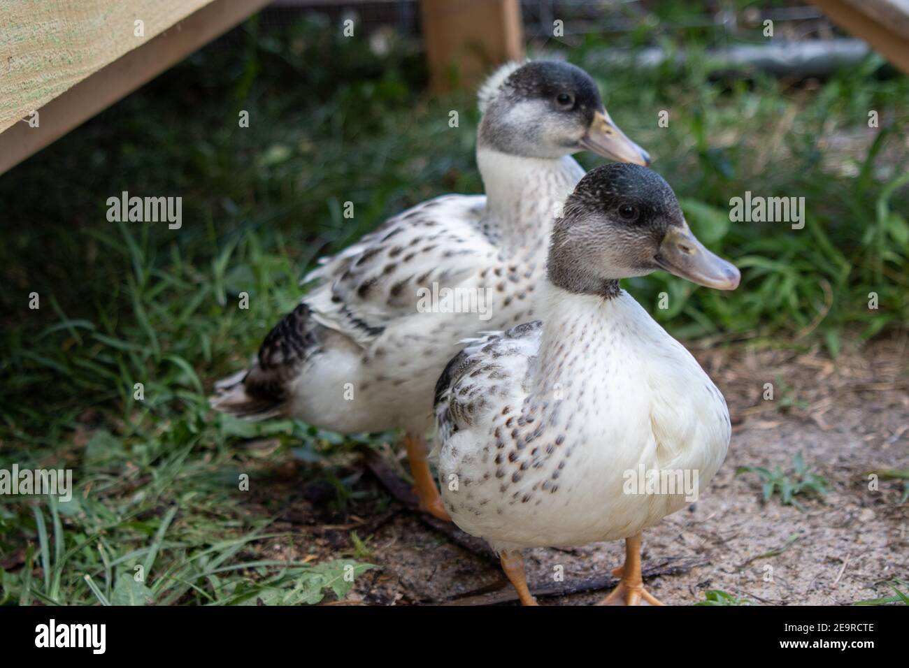 Very colorfull Backyard Pet Snowy Call ducks . High quality photo Stock ...